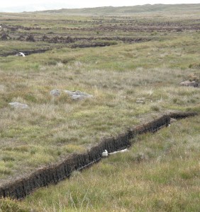 A Drive Through the Bog | That Which We Have Heard & Known