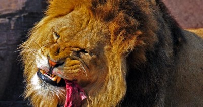 Amos | That Which We Have Heard & Known