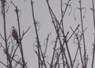 Radiation Fatigue: A Poem (13 October 2016) | That Which We Have Heard ...